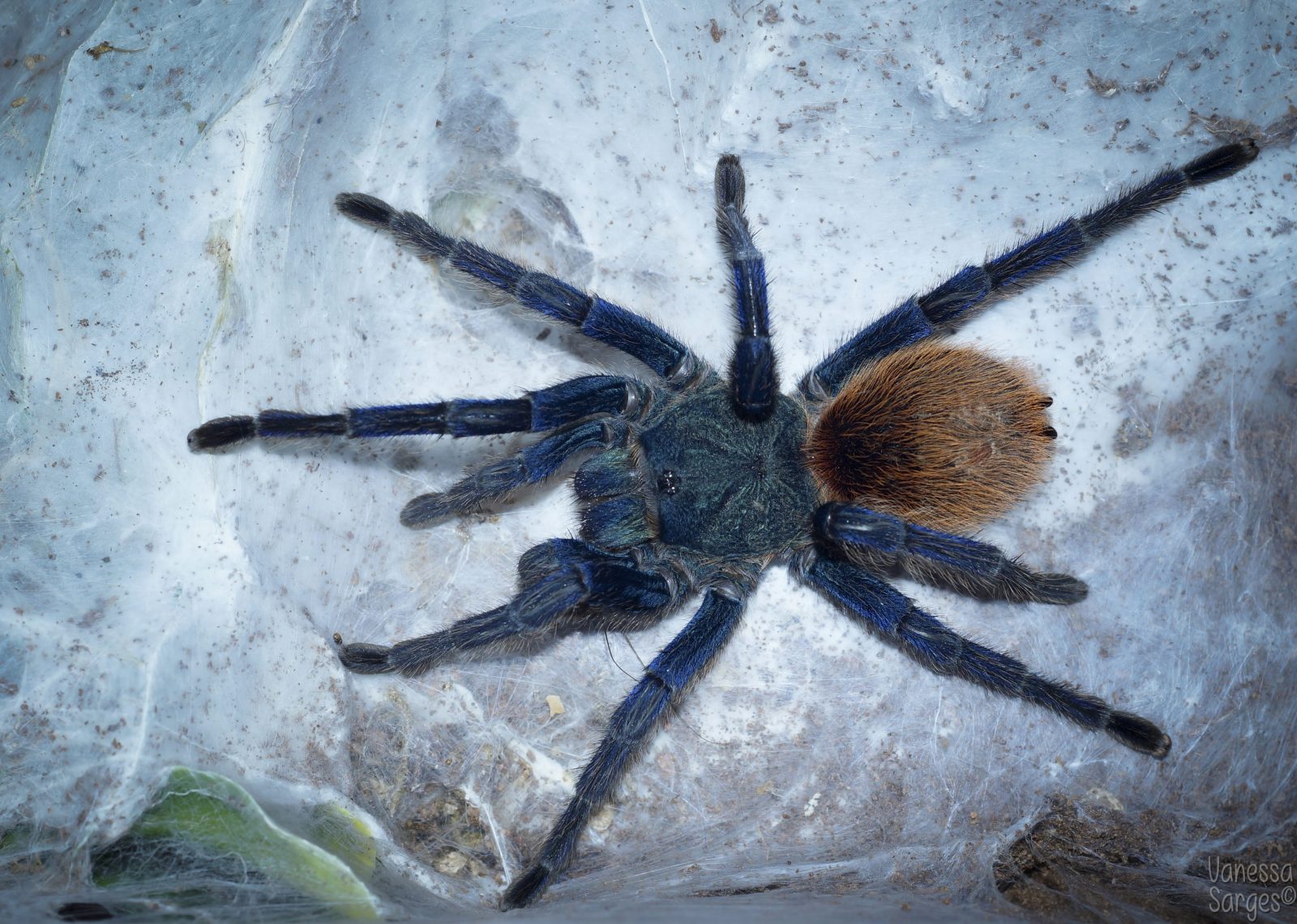 New Species of Tarantula Approved