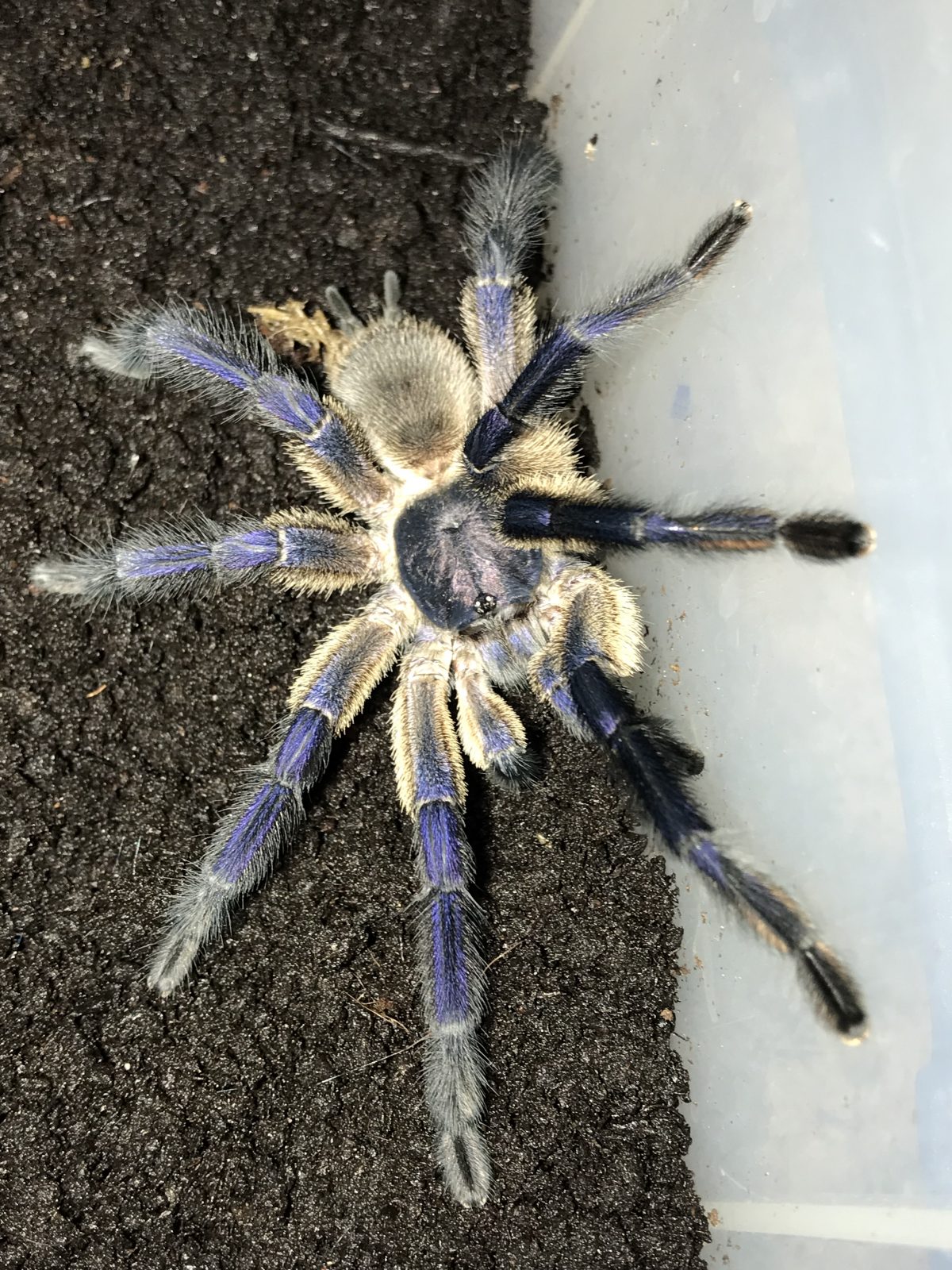 New Species :Tarantula!