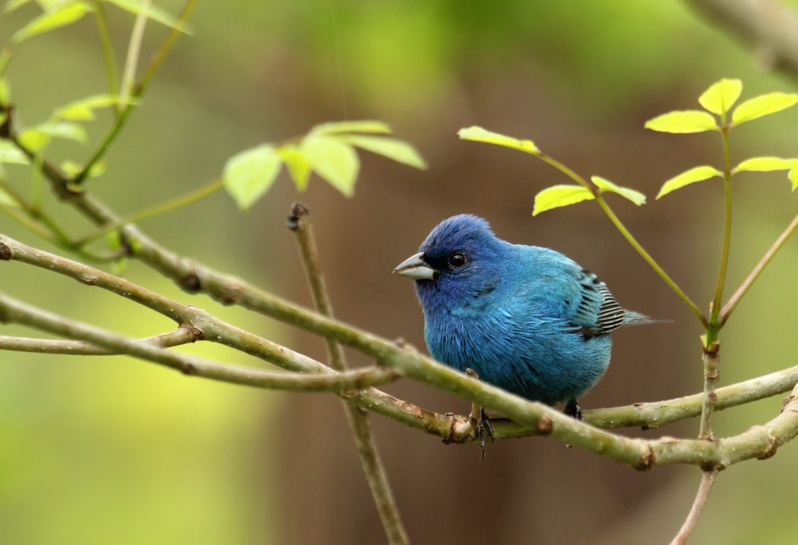 Beacons of Hope_ Birds