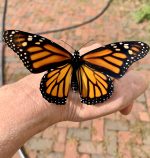 Monarchs Are Mythical and Mysterious - Susan Berk Koch
