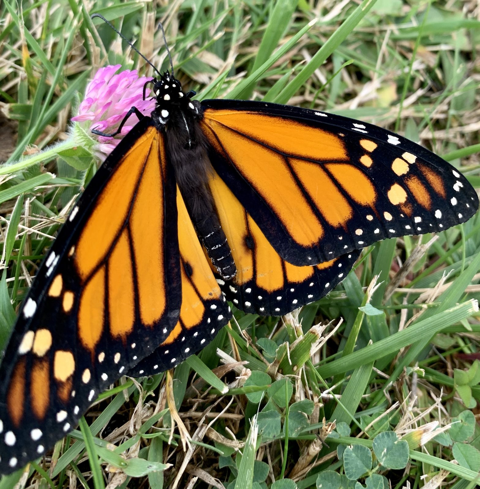 Monarchs Are Mythical and Mysterious - Susan Berk Koch