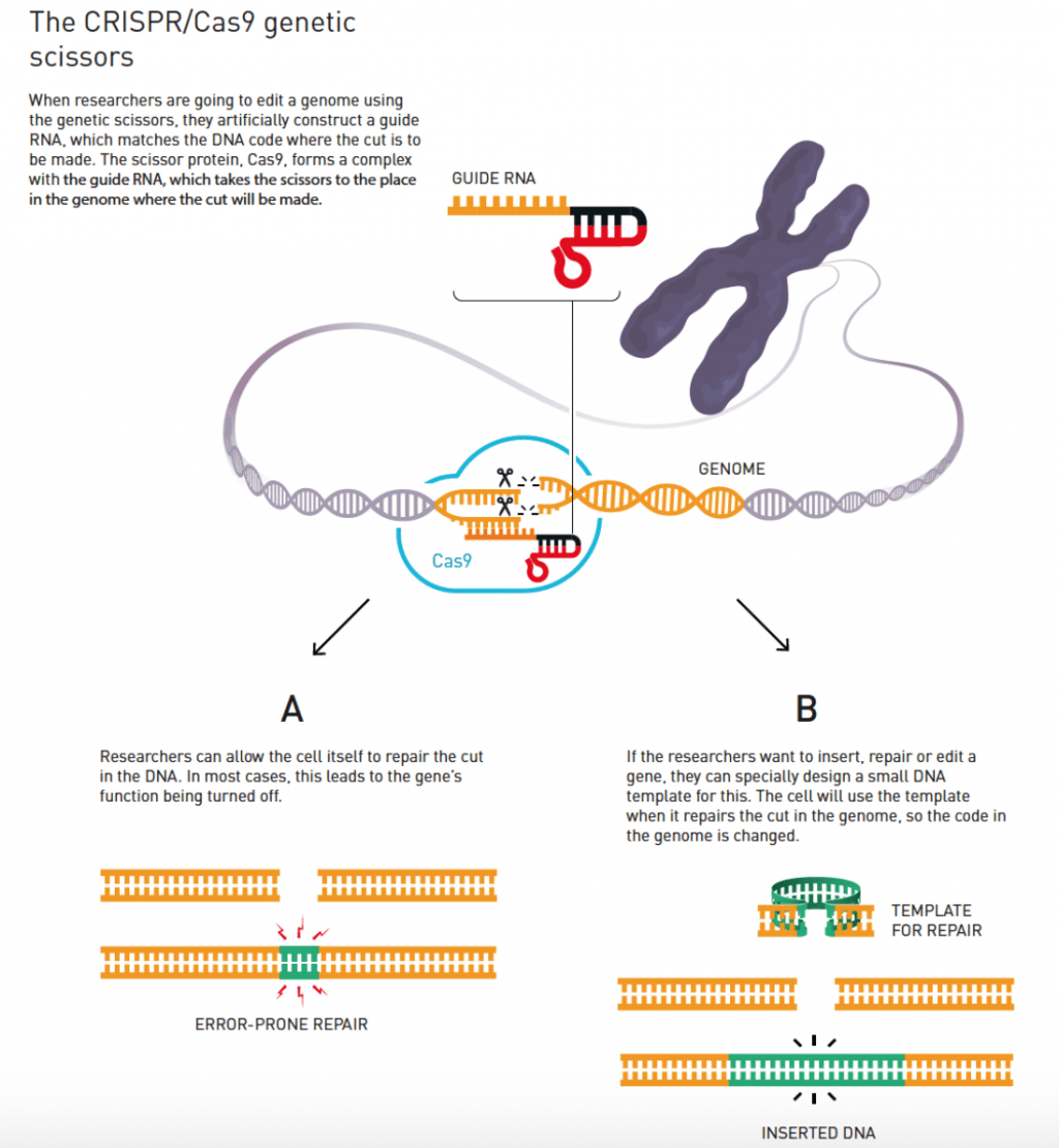 What is CRISPR? The Science Behind CRISPR