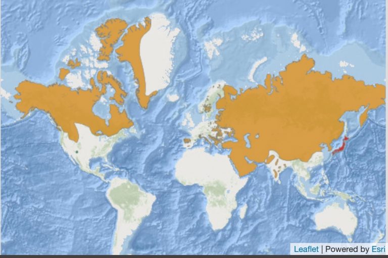 Why Do We Need Wolves? - Susan Berk Koch