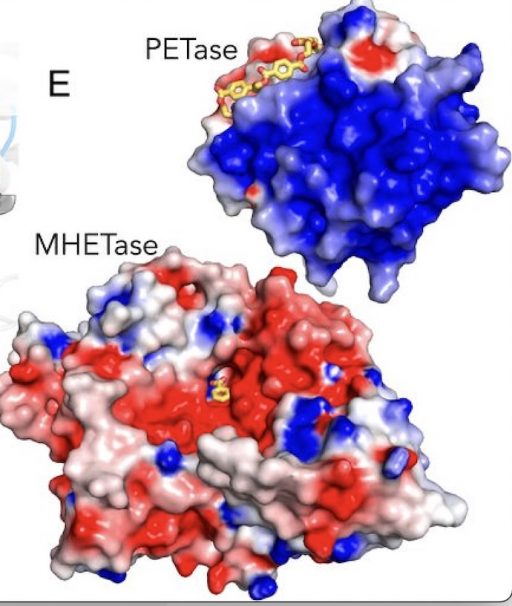 Can Bacteria Break Down Plastic? - Susan Berk Koch